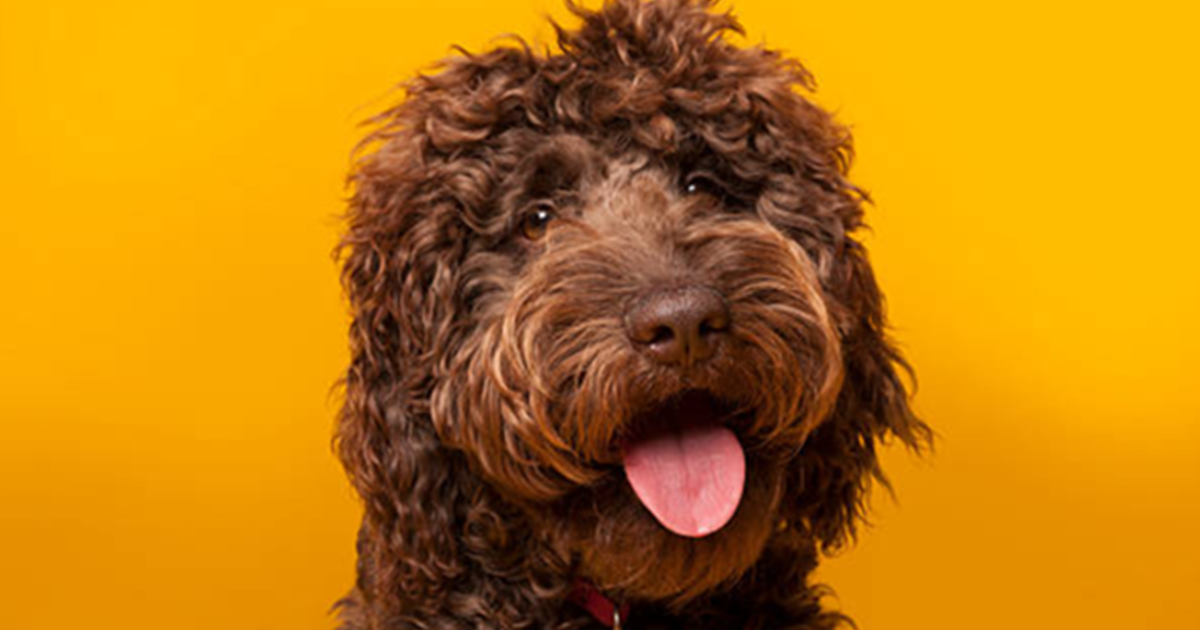 Know what's normal for your dog or cat | Australian Red Cross